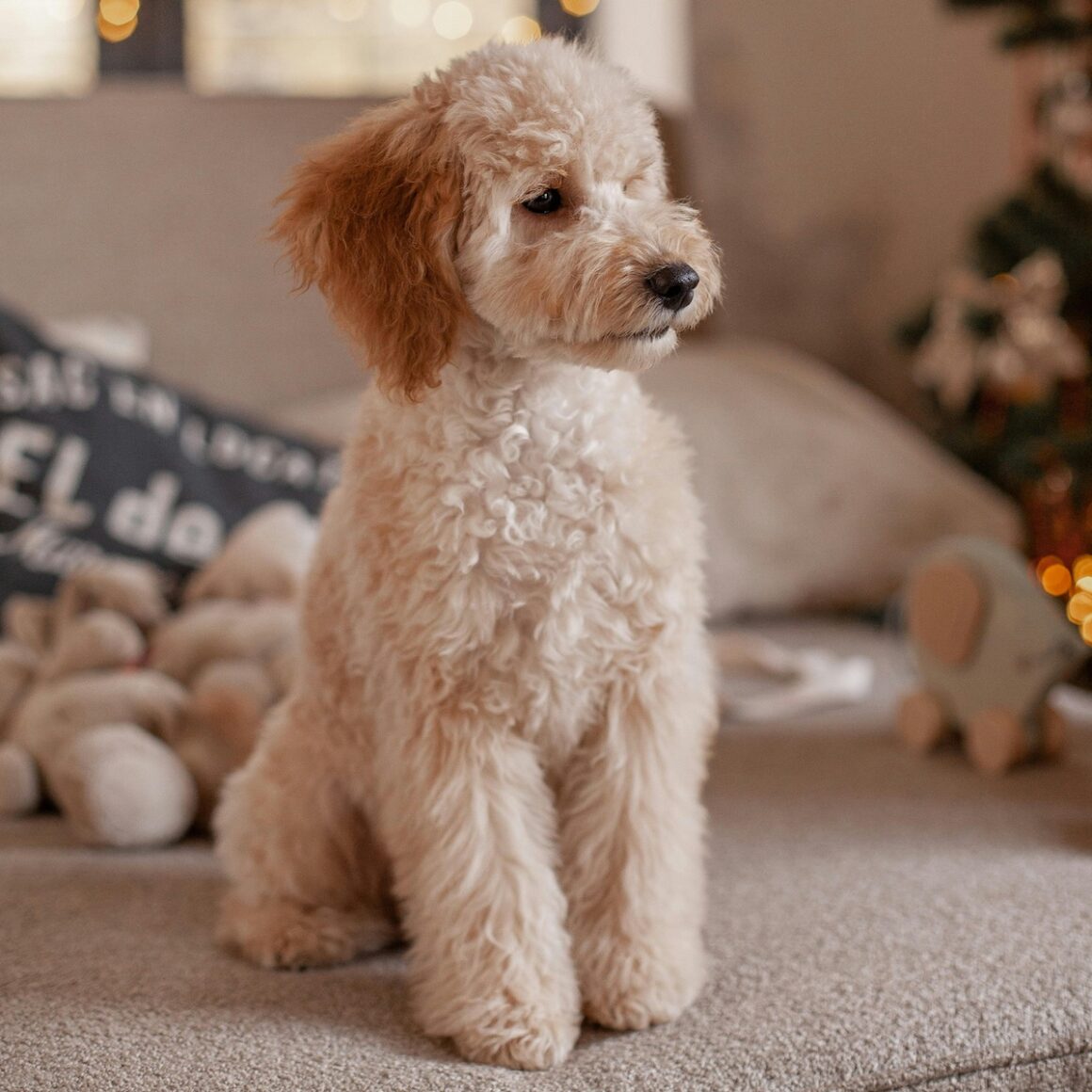 Major Puppy Mistakes You’ll Want To Avoid - With a Splash of Color